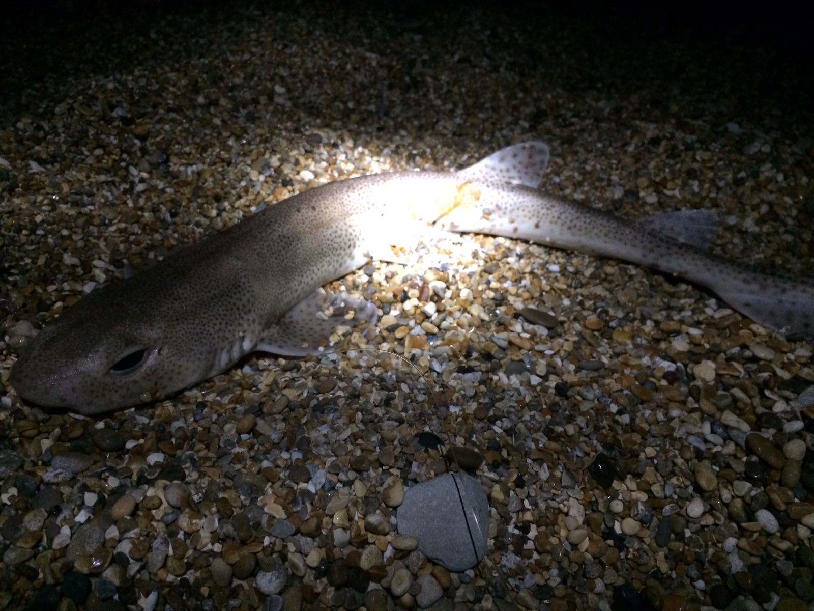 Trip #102 – A Hive of Activity… – Paul Goes Fishing