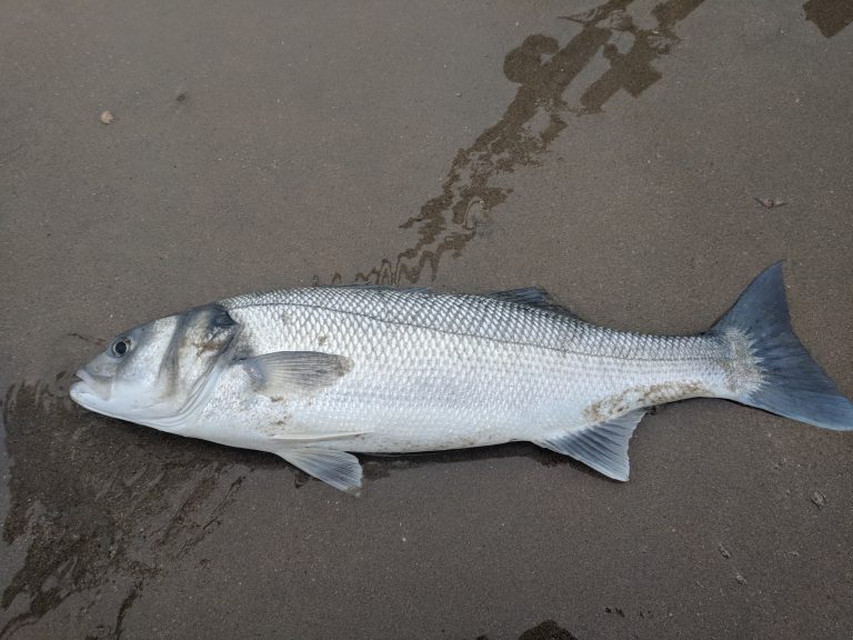 Trip #105 – Morfa Madness – Paul Goes Fishing