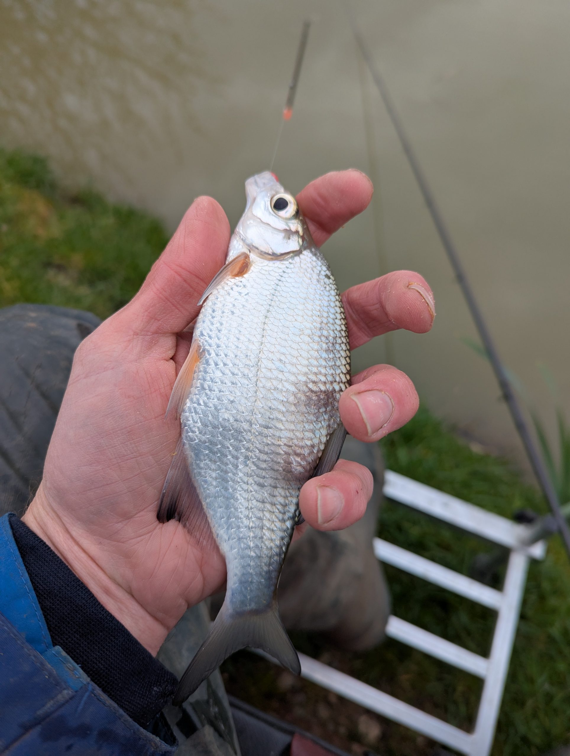 Trip #135 – Ash Ponds – Paul Goes Fishing