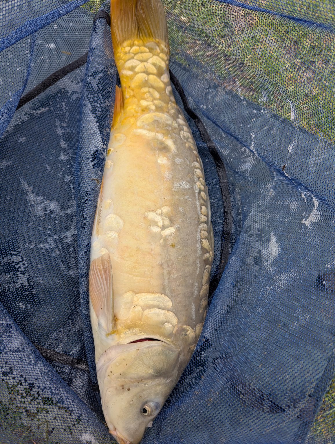 Trip #135 – Ash Ponds – Paul Goes Fishing