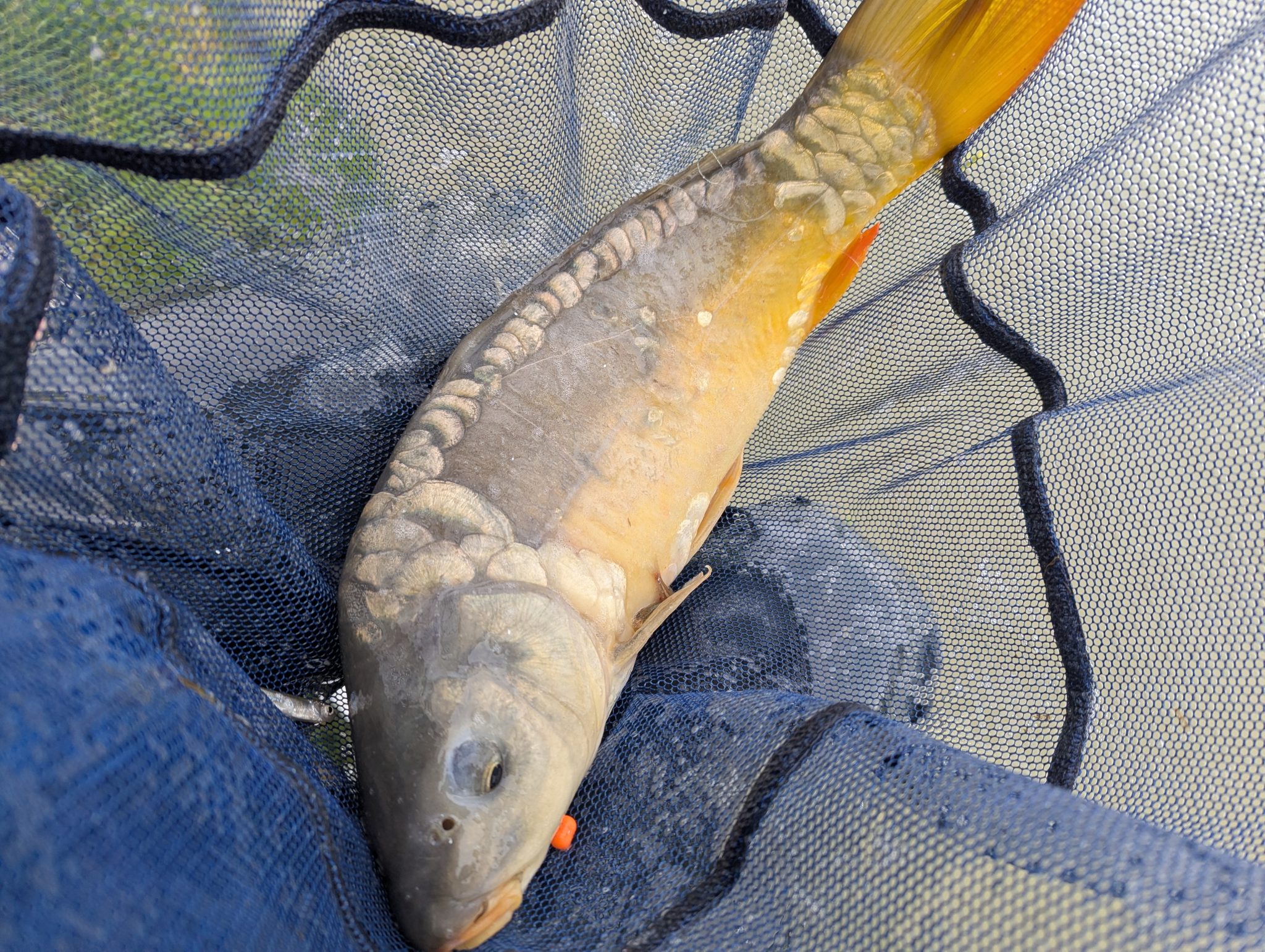 Trip #135 – Ash Ponds – Paul Goes Fishing